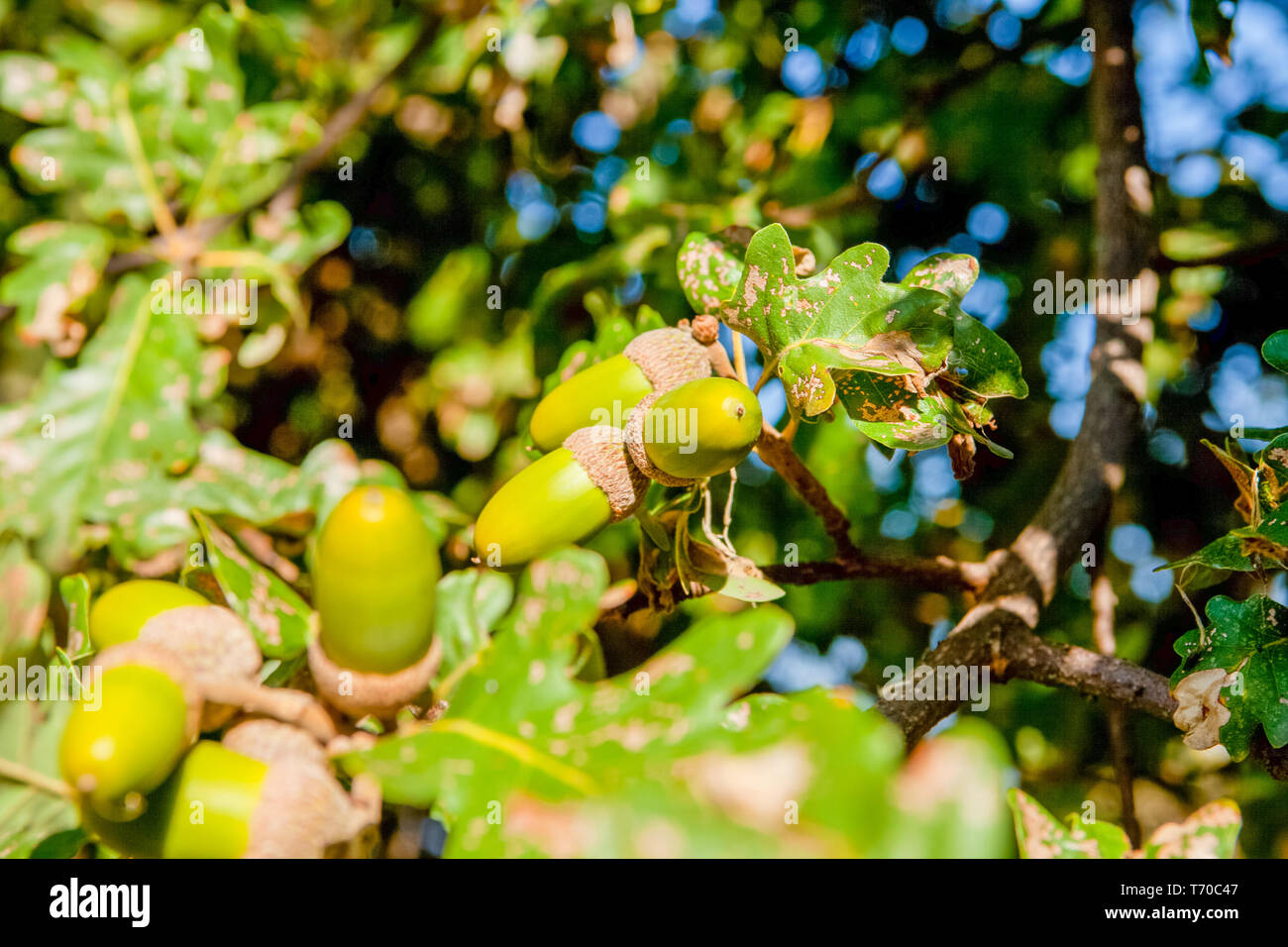 Acorns on branch hi-res stock photography and images - Alamy