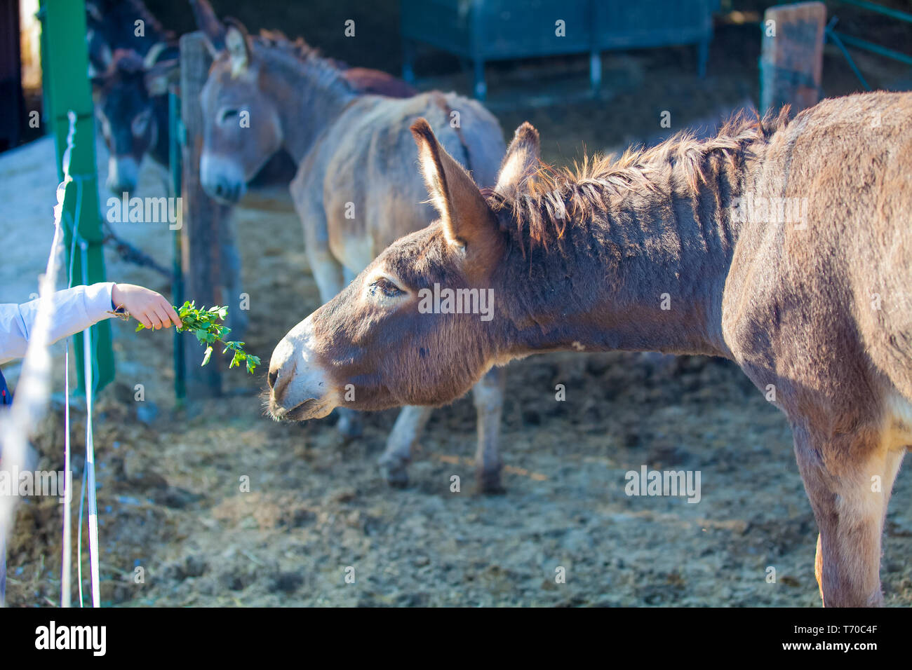 Hand mule hi-res stock photography and images - Alamy