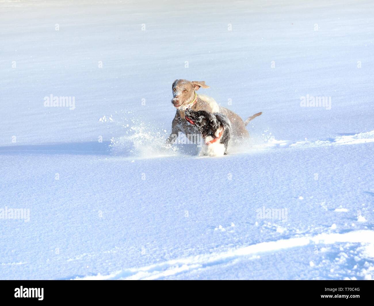 Funny animals in snow hi-res stock photography and images - Alamy