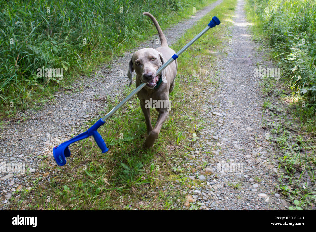 dog fetches crutch Stock Photo - Alamy