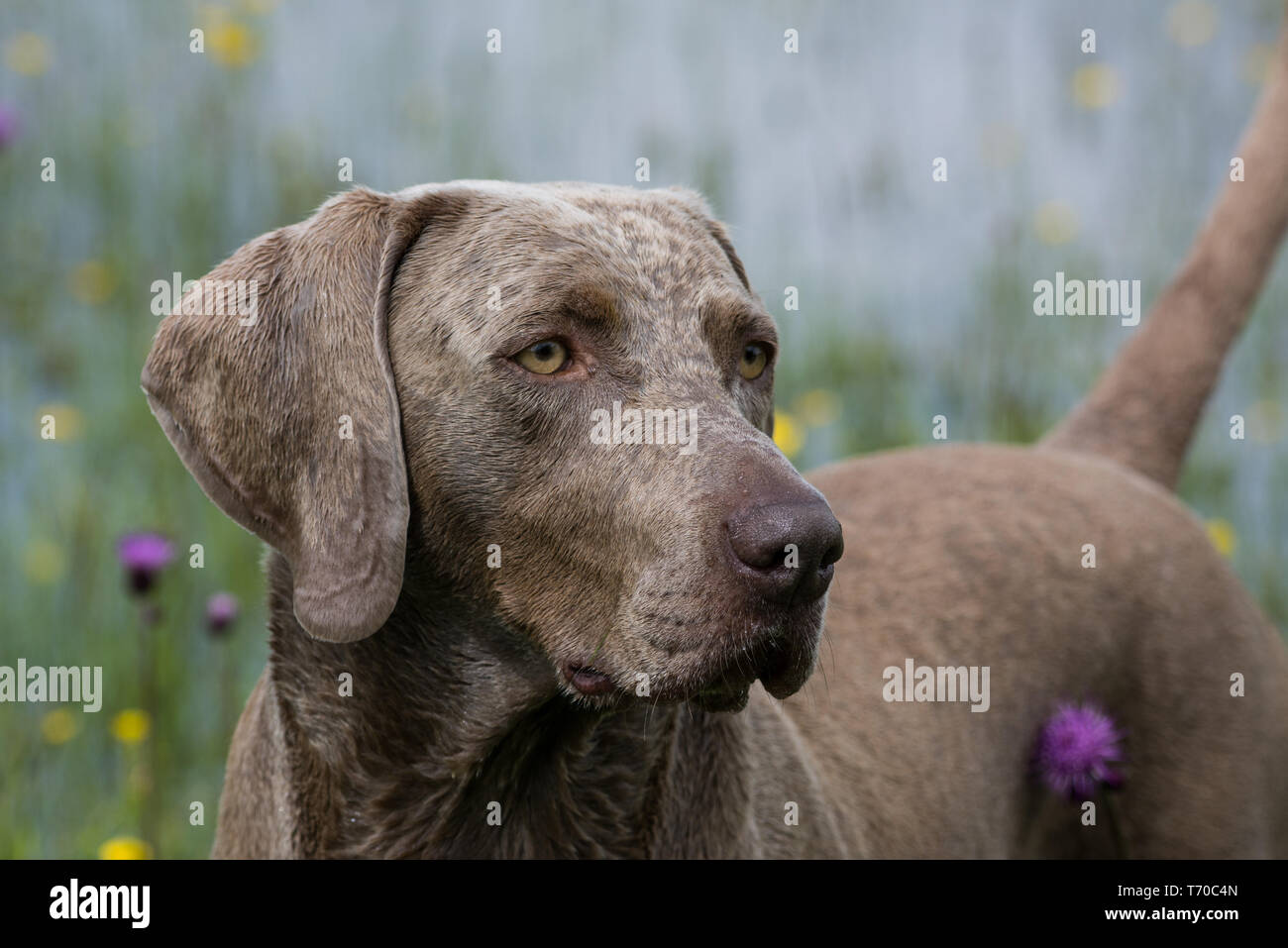 weimaraner hunting-dog in rain Stock Photo - Alamy