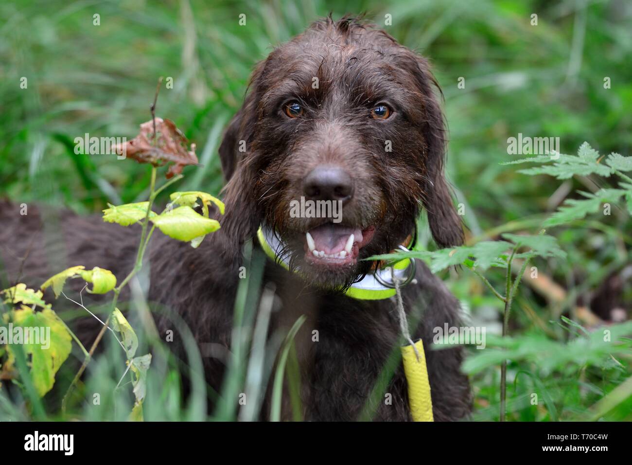 Pudelpointer Duck Hunting