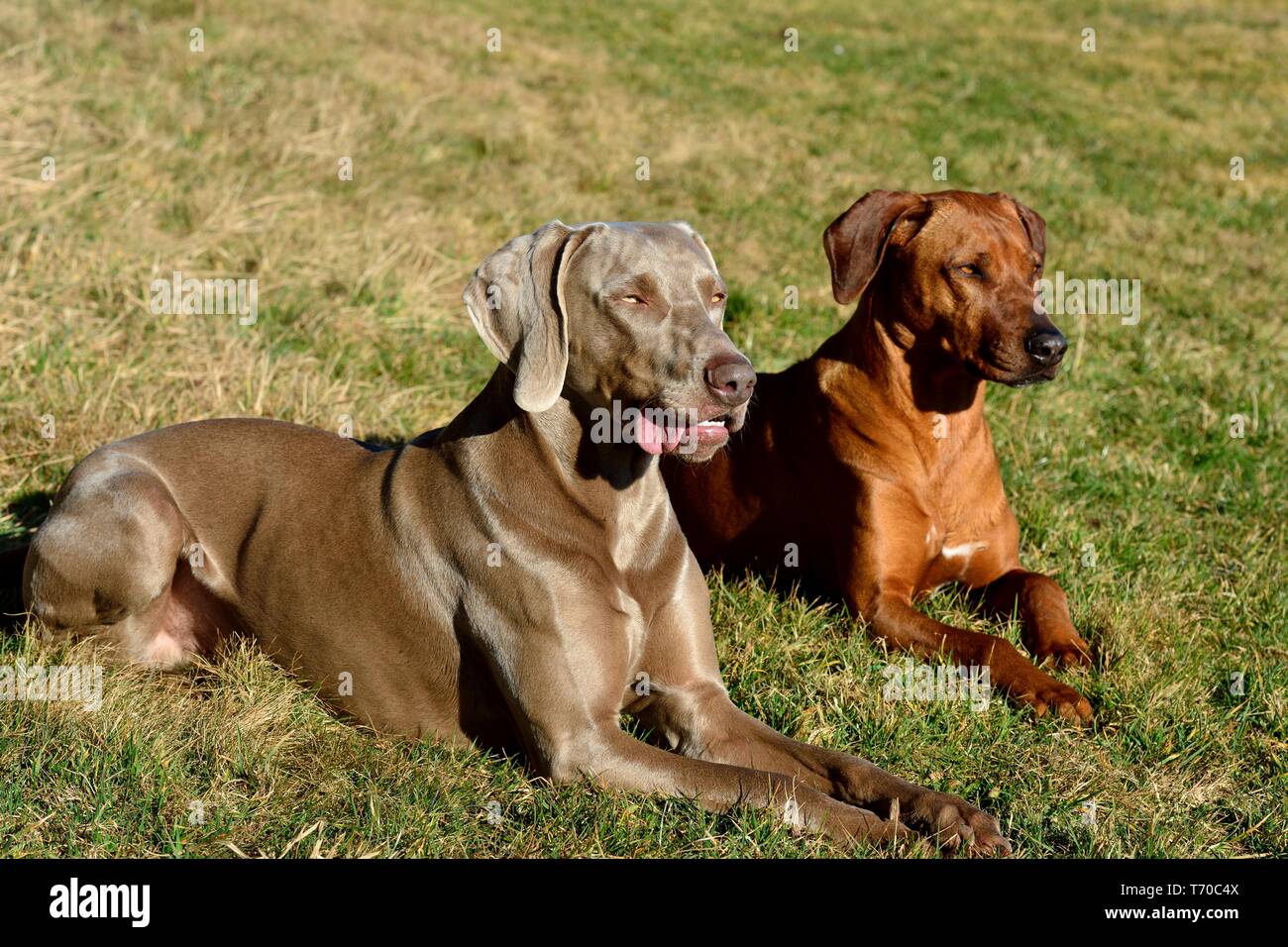 two dogs waiting Stock Photo - Alamy