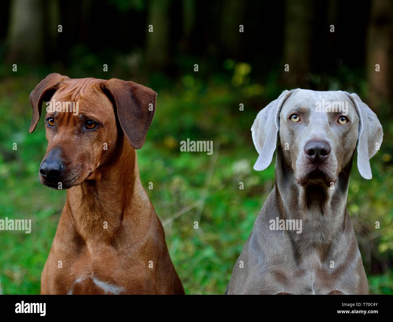 Hound test hi-res stock photography and images - Alamy