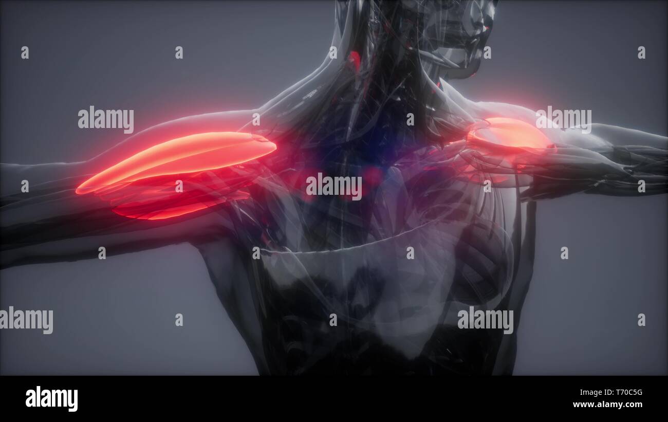 deltoid - Visible muscle anatomy map Stock Photo - Alamy
