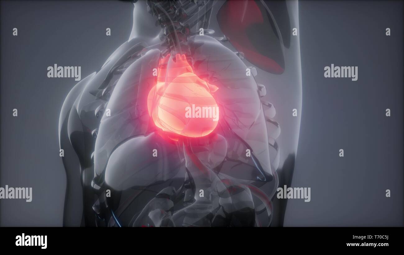 Human Heart Radiology Exam Stock Photo - Alamy