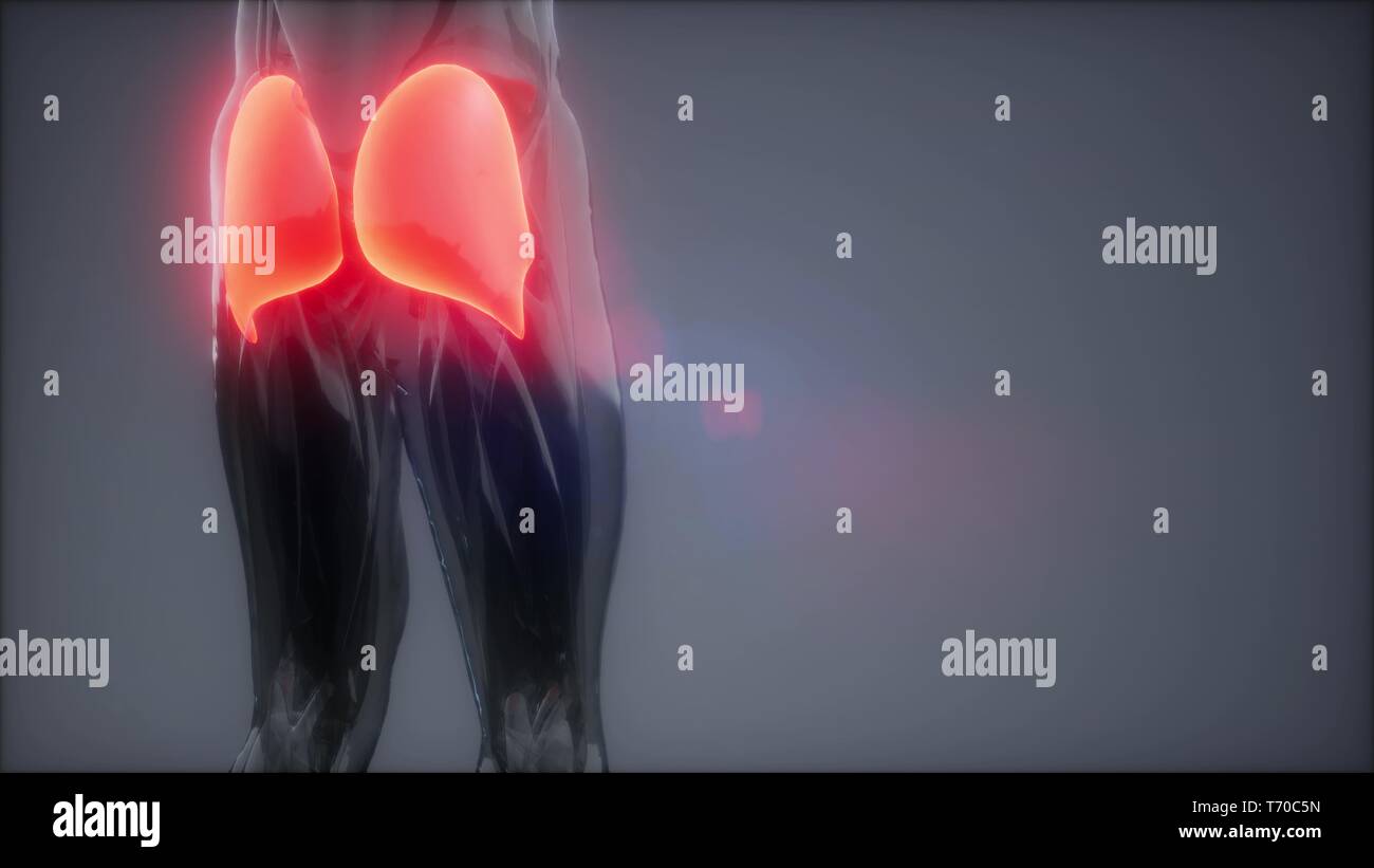 gluteus maximus - leg muscles anatomy animation Stock Photo - Alamy