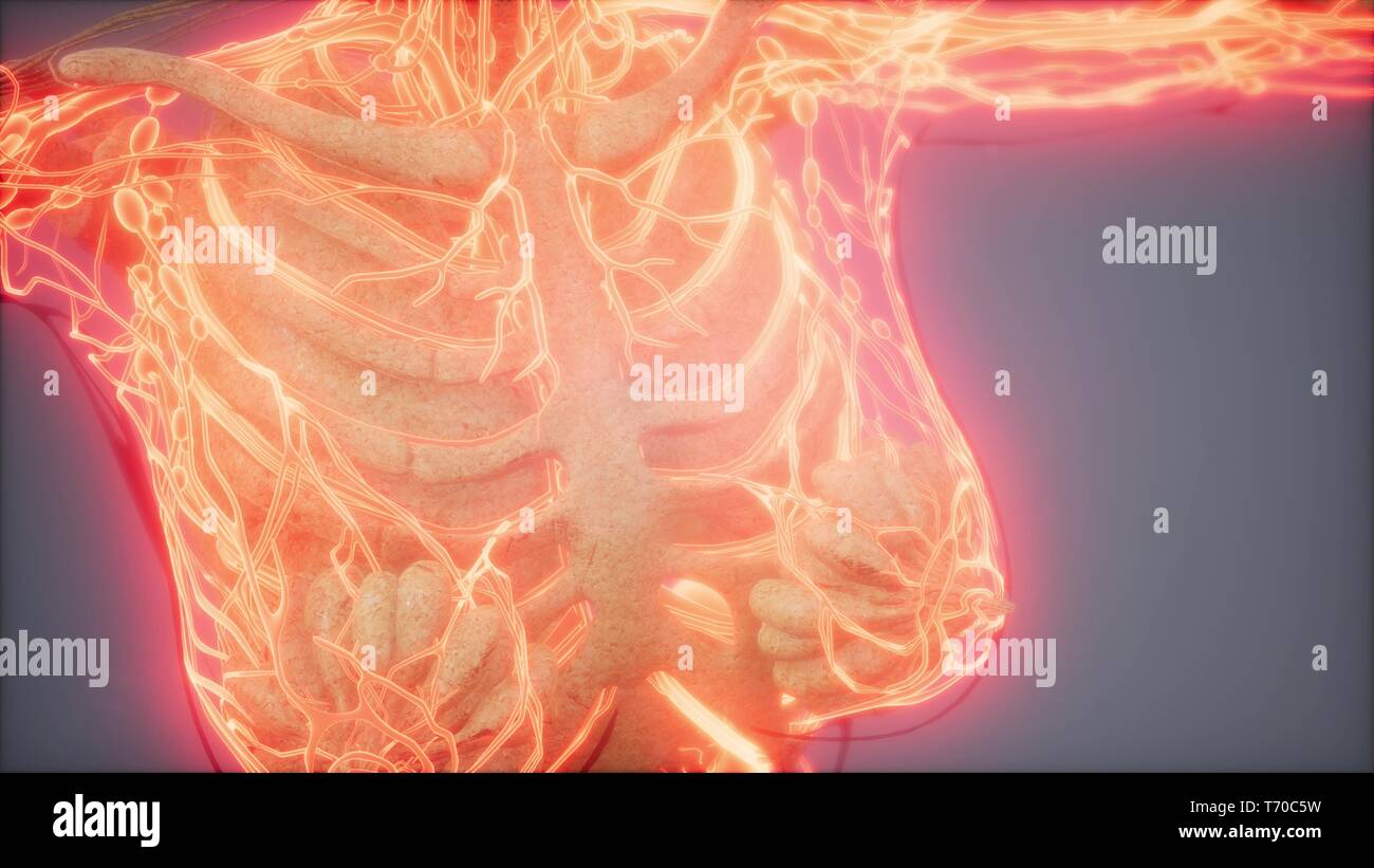 Blood Vessels of Human Body Stock Photo - Alamy