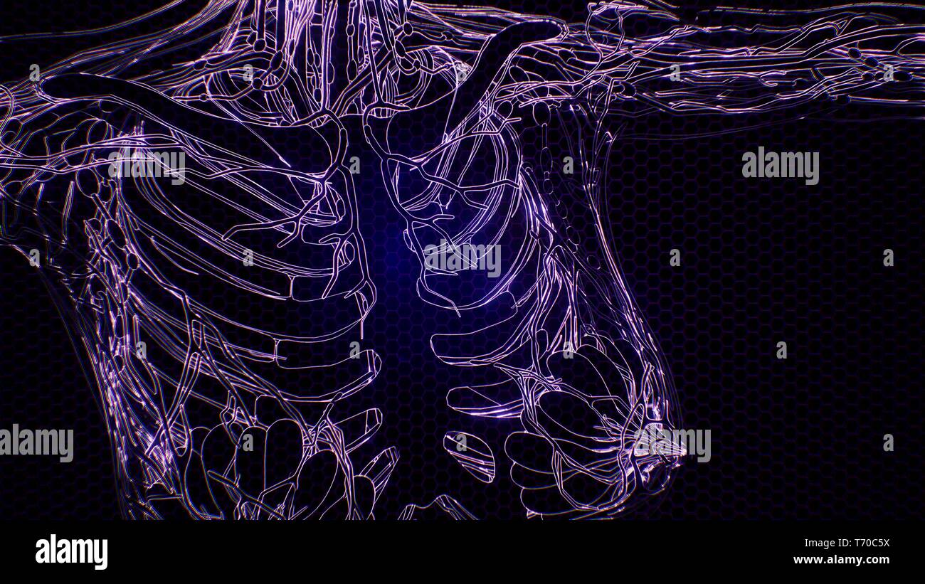 Transparent Human Body with Visible Bones Stock Photo - Alamy