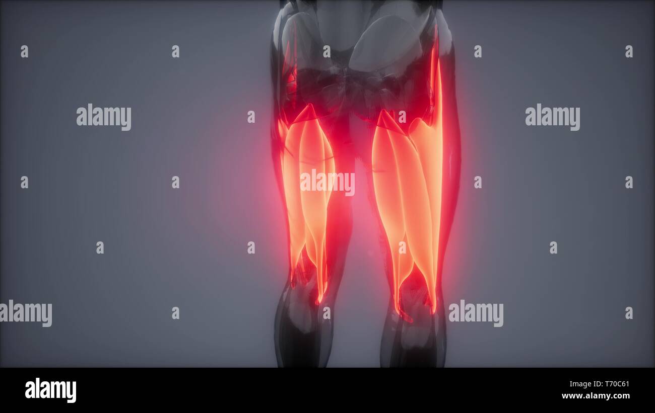 thigh muscles - Visible muscle anatomy map Stock Photo - Alamy