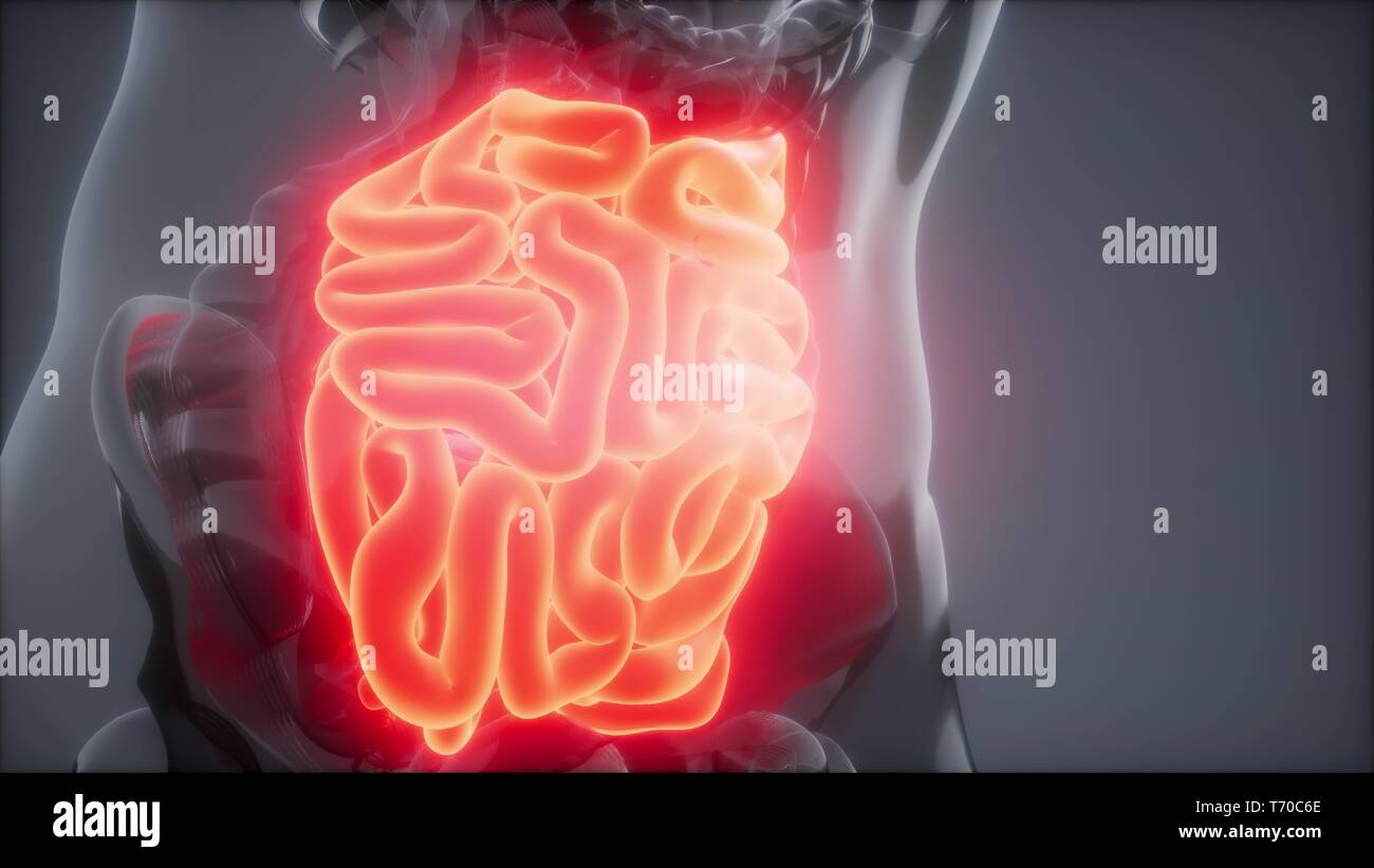 Human Small Intestine Radiology Exam Stock Photo - Alamy