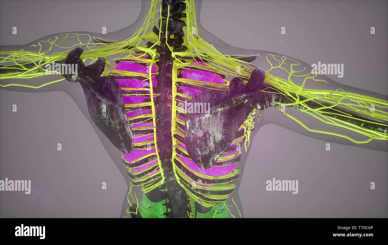 human body model illustration Stock Photo - Alamy