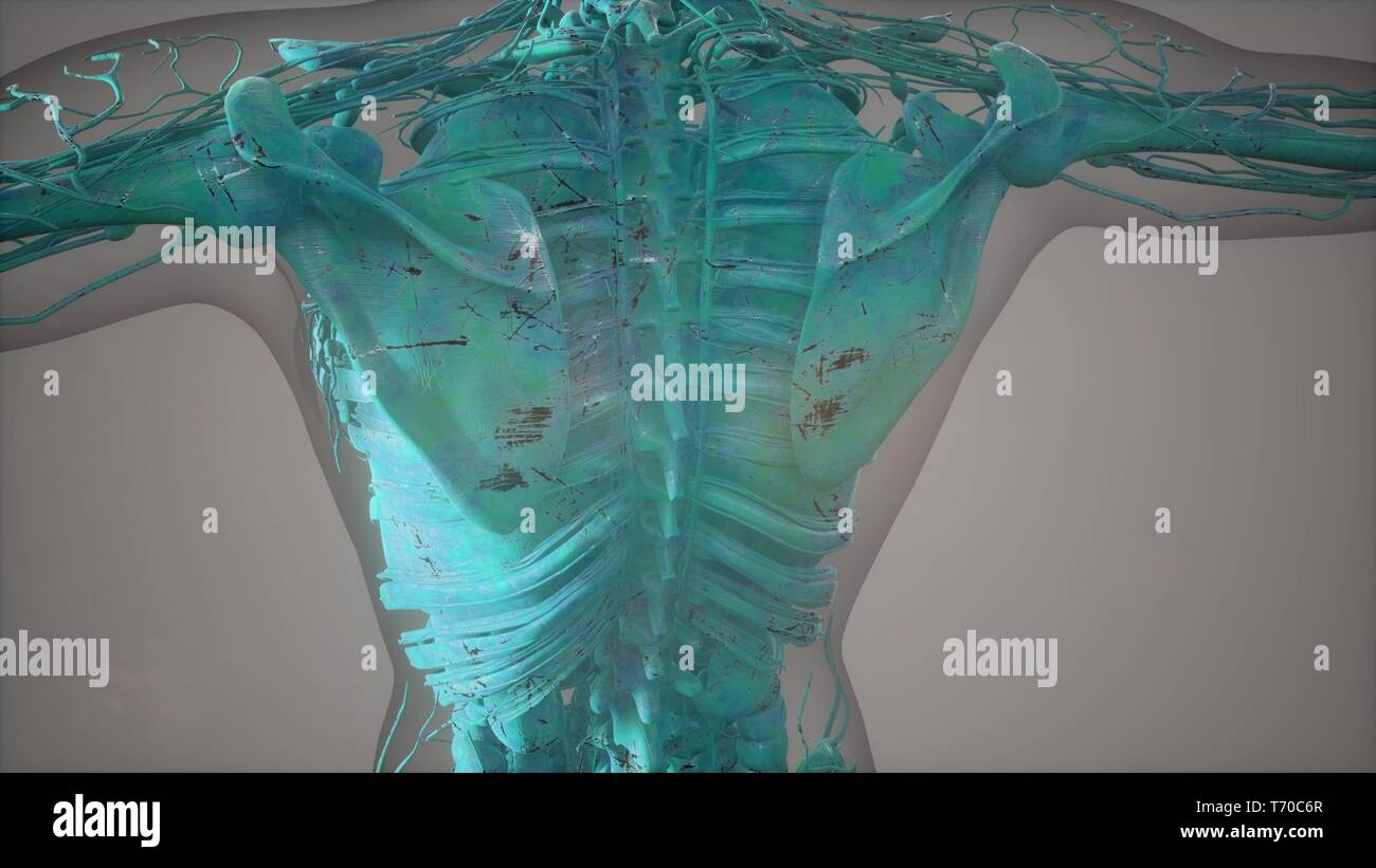 Complete close-up view of the Skeletal System with transparent body ...