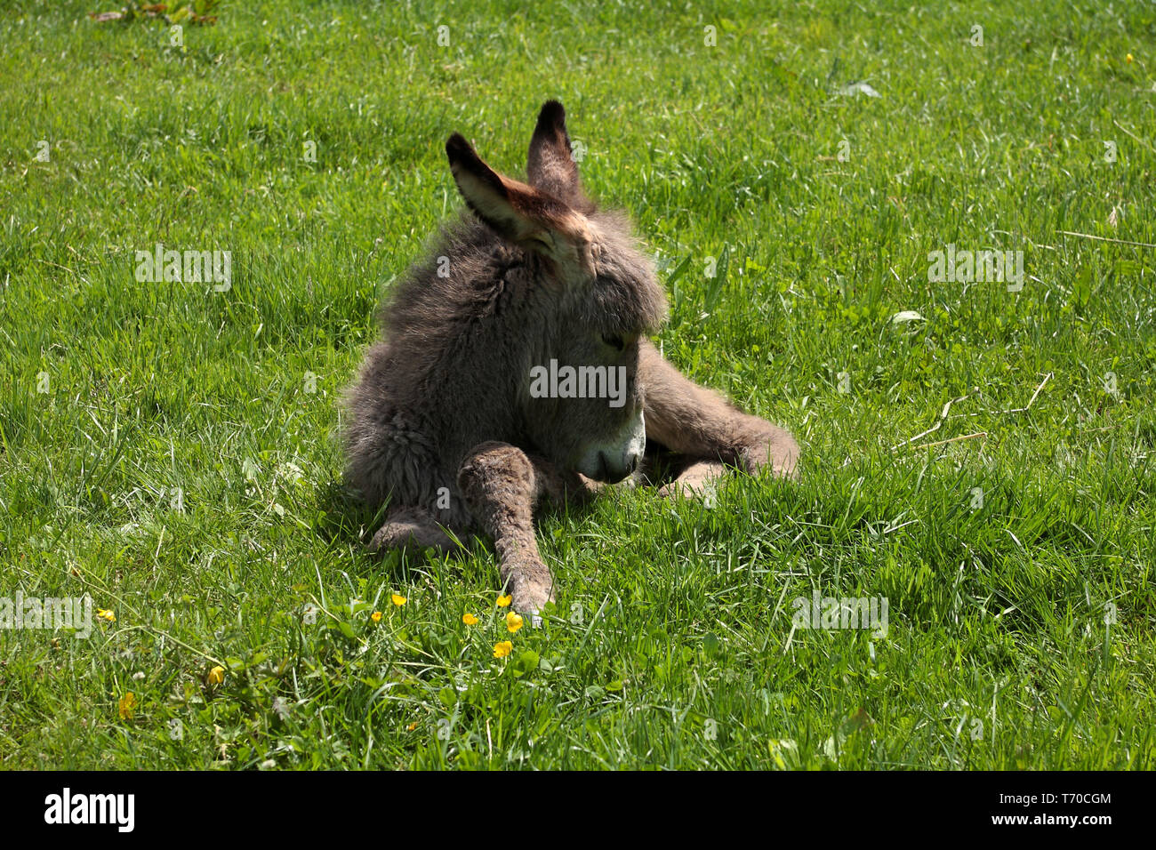 Child and donkey hi-res stock photography and images - Alamy