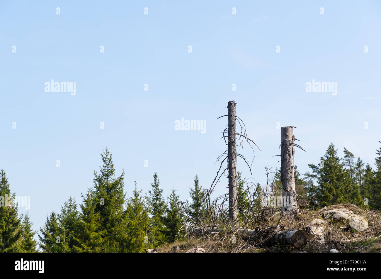 Two standing high tree stumps in a clear cut forest area Stock Photo ...