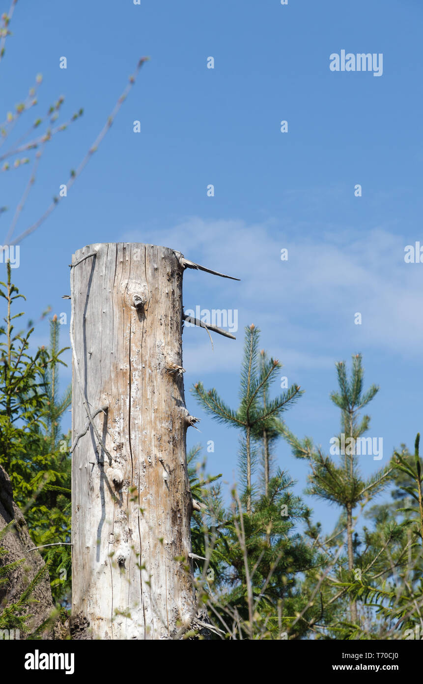 Old weathered high tree stump by a blue sky with copy space Stock Photo ...
