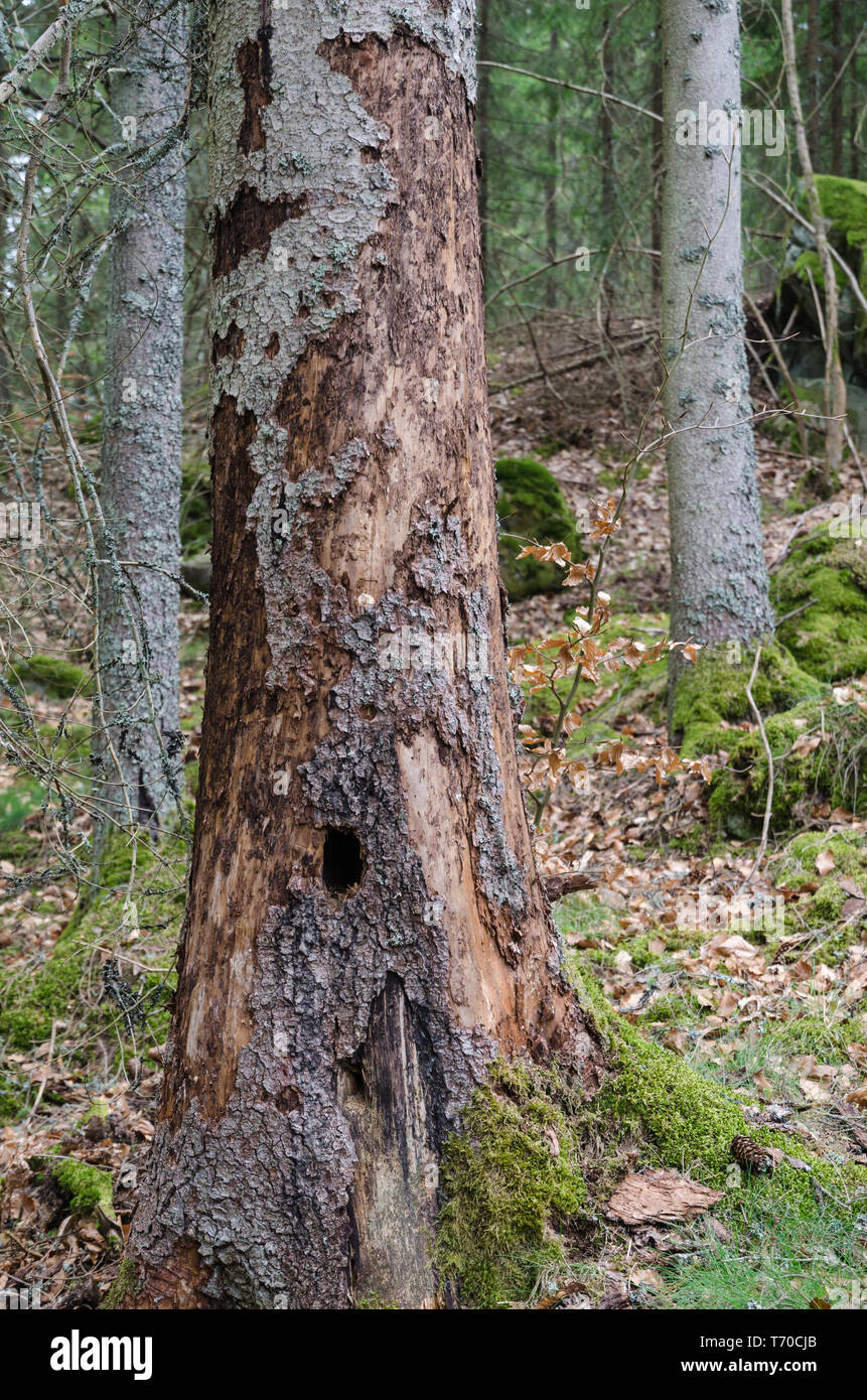 Damaged by insects hi-res stock photography and images - Alamy