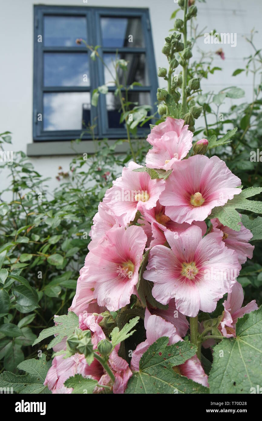 Stadtsommer hi-res stock photography and images - Alamy
