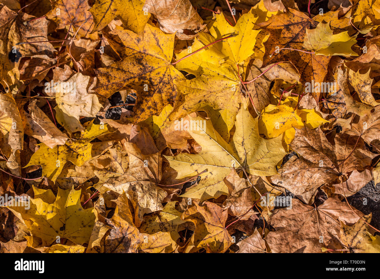 Pointed maple seeds hi-res stock photography and images - Alamy