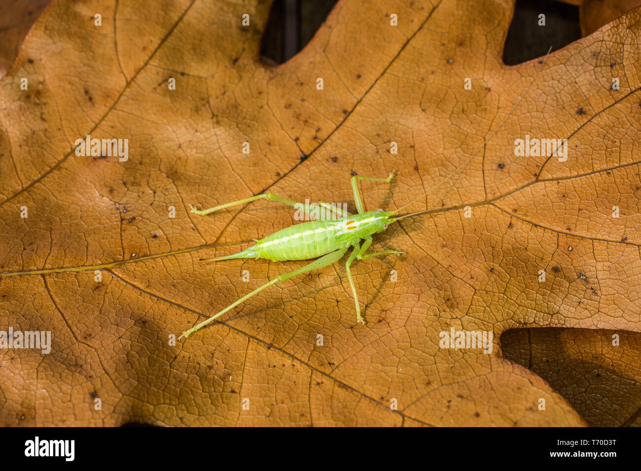 Long grasshopper legs hi-res stock photography and images - Alamy