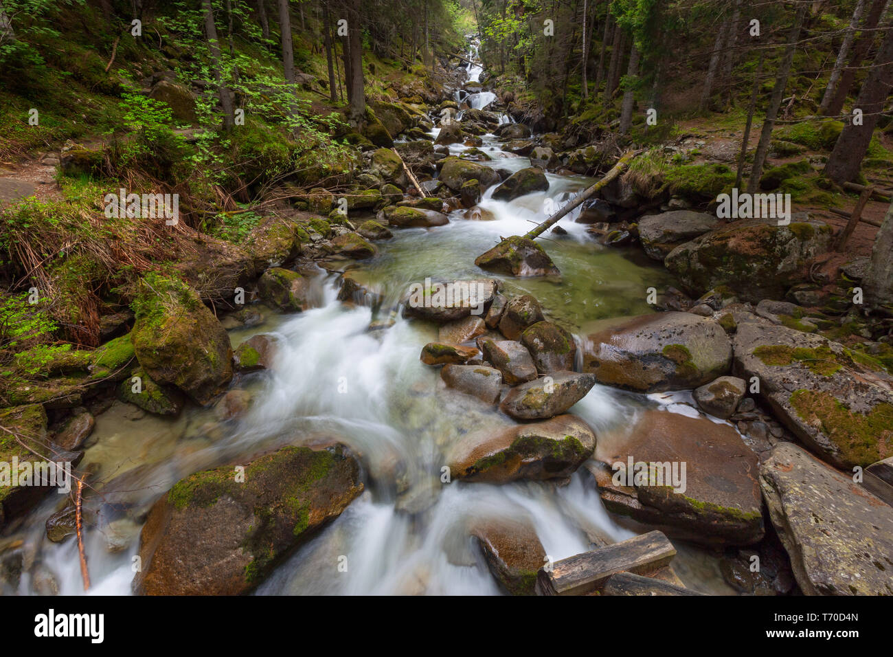 Spring in mountains in forest hi-res stock photography and images - Alamy