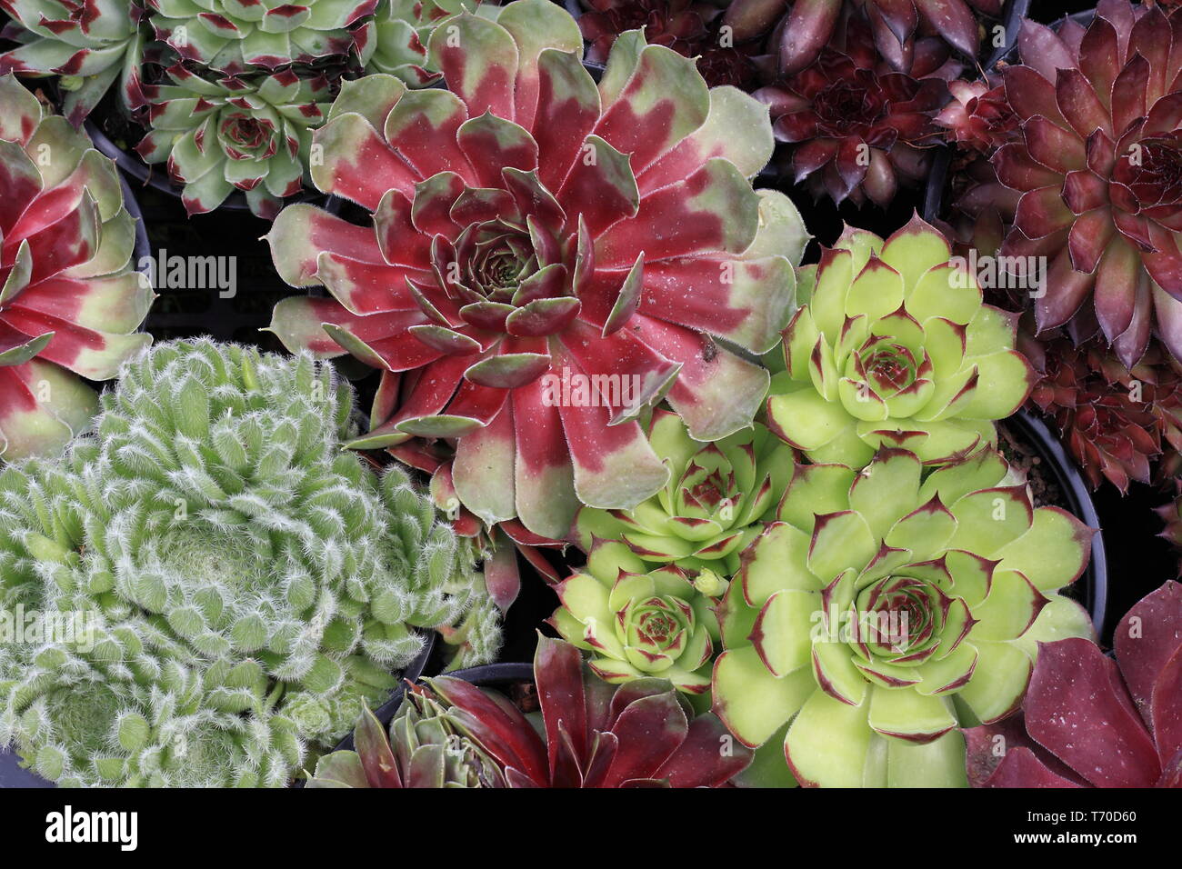 Stonecrops hi-res stock photography and images - Alamy