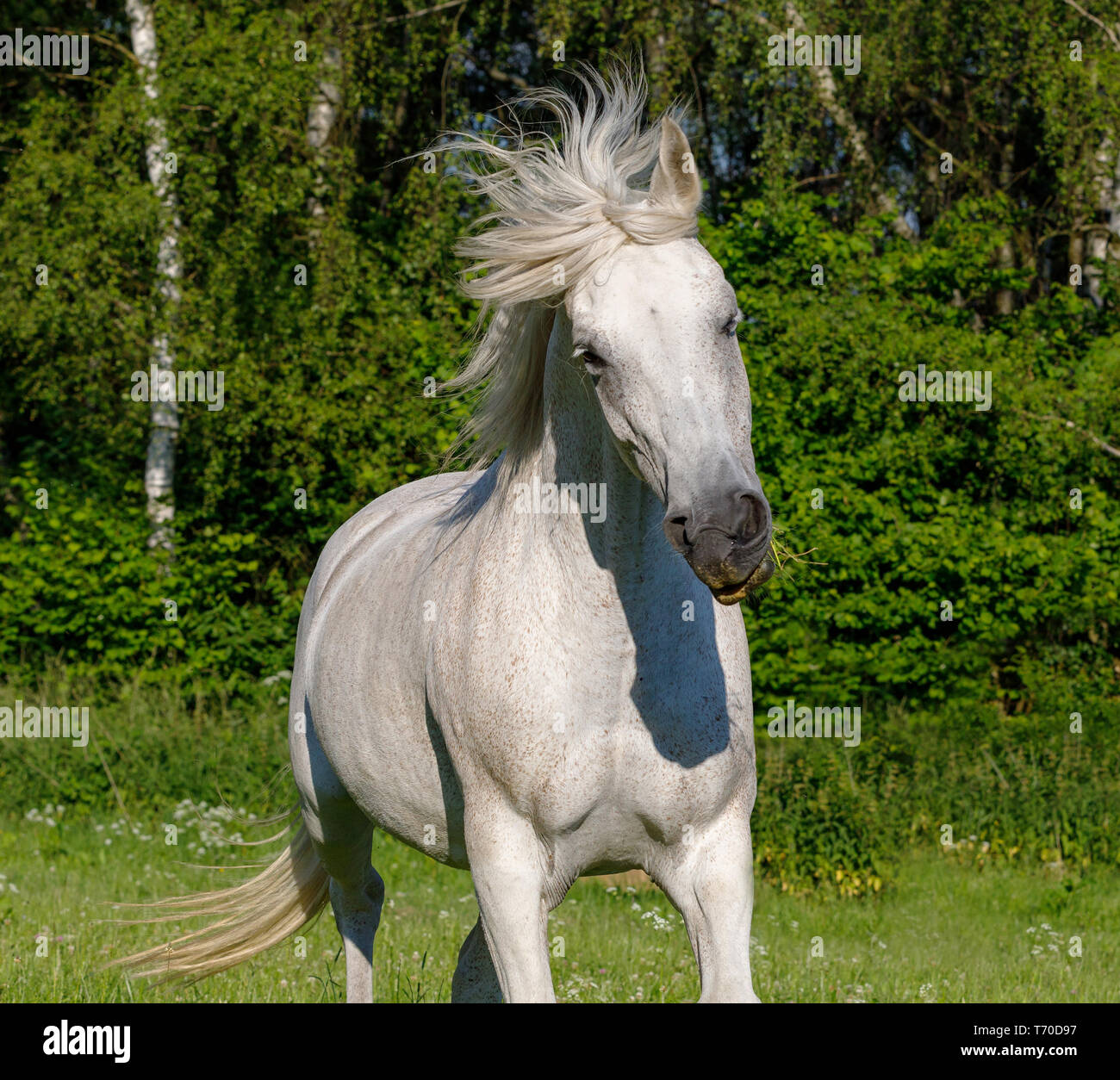 white horse running in spring pasture Stock Photo - Alamy