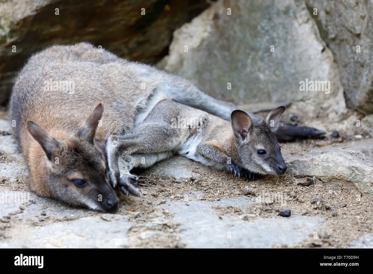 Macropus rufogriseus tasmania hi-res stock photography and images - Alamy