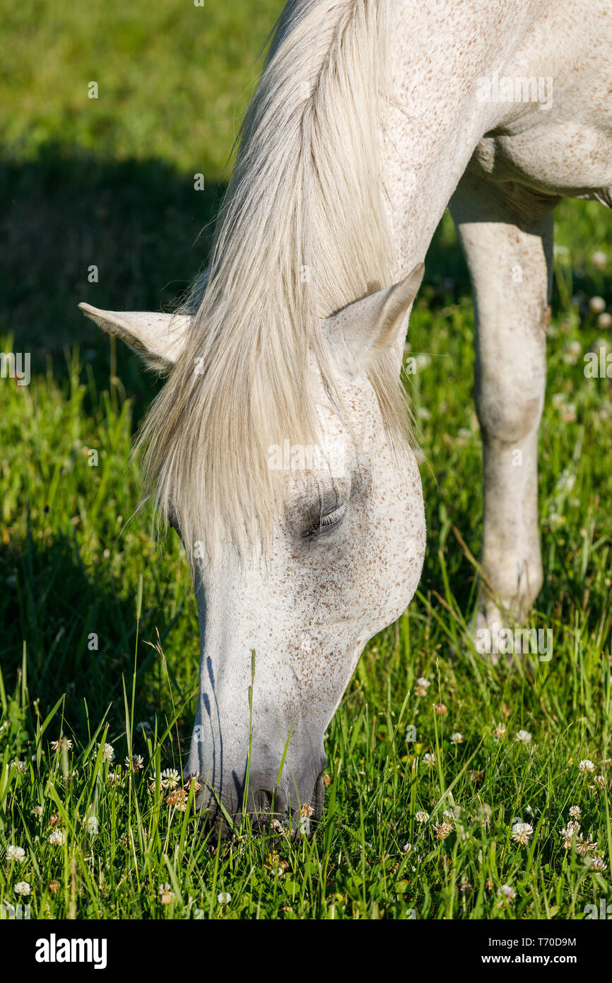 The white horse in spring hi-res stock photography and images - Alamy