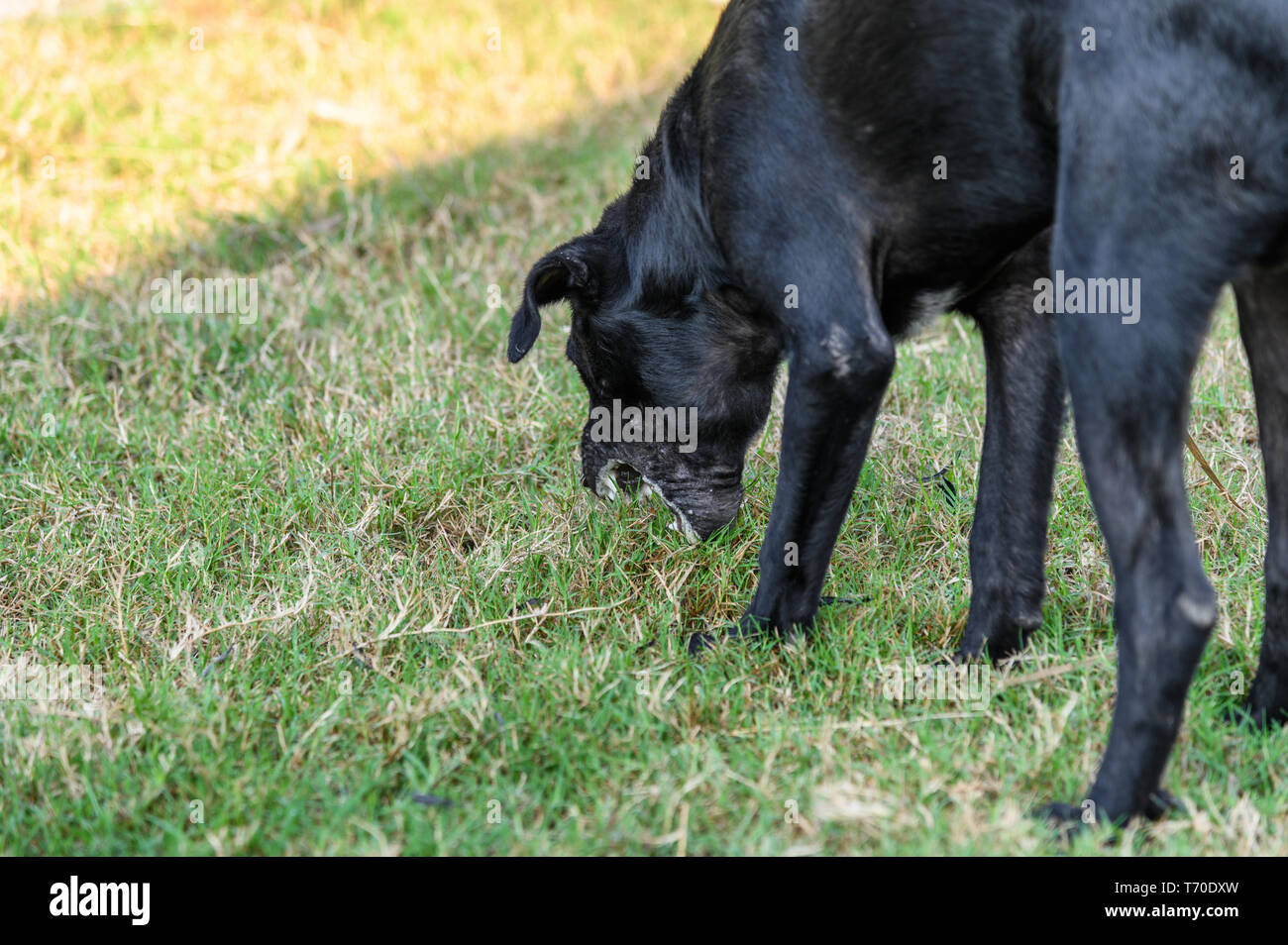 Black domestic dog are stoop body and vomit mucus Stock Photo - Alamy