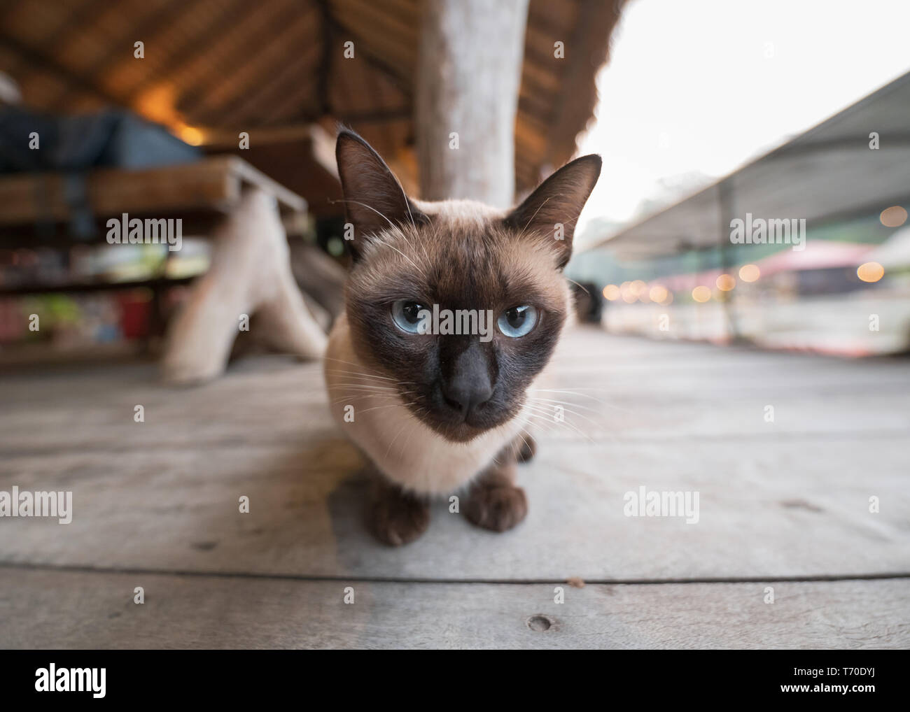 Korat domestic gray cat with blue eyes sitting on wooden raft Stock ...