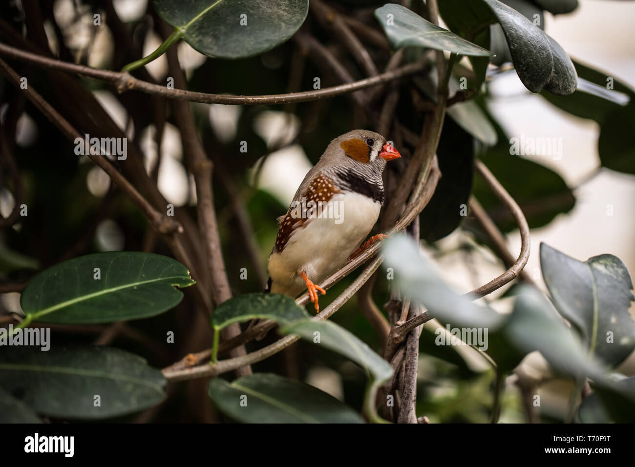 Darein hi-res stock photography and images - Alamy