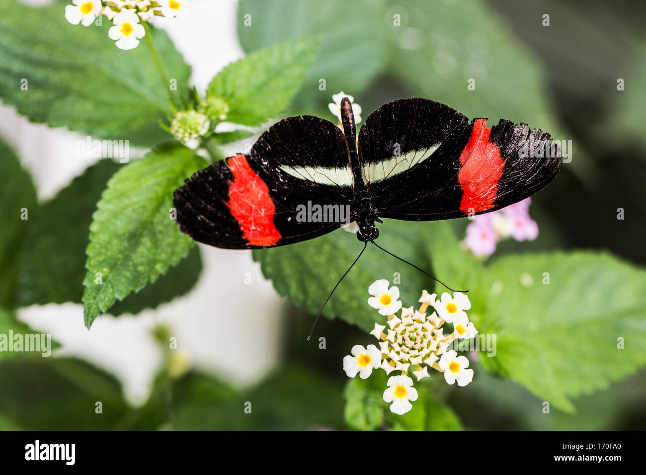 Postman Moth High Resolution Stock Photography and Images - Alamy