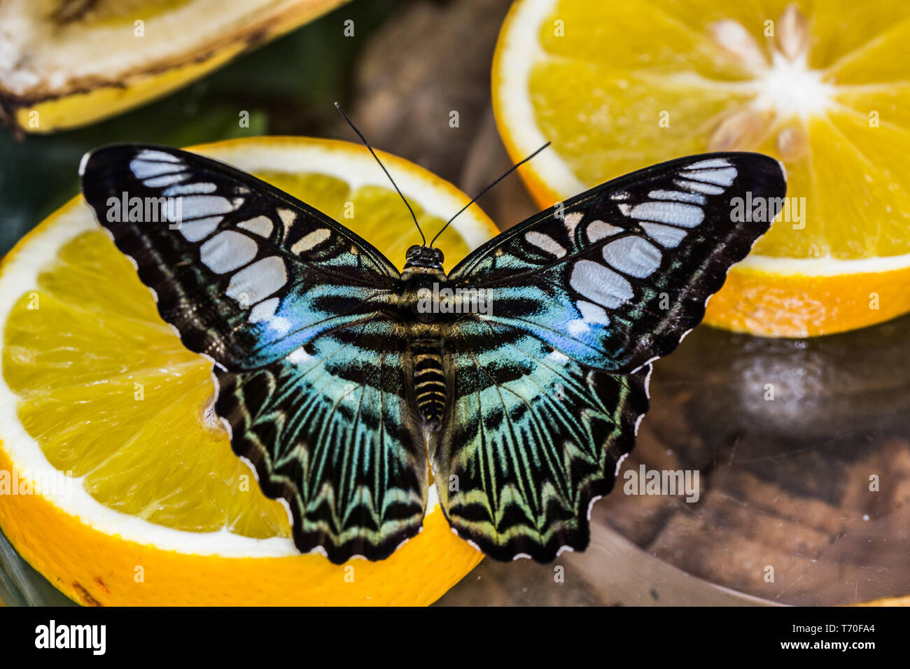 Blue orange butterfly hi-res stock photography and images - Alamy
