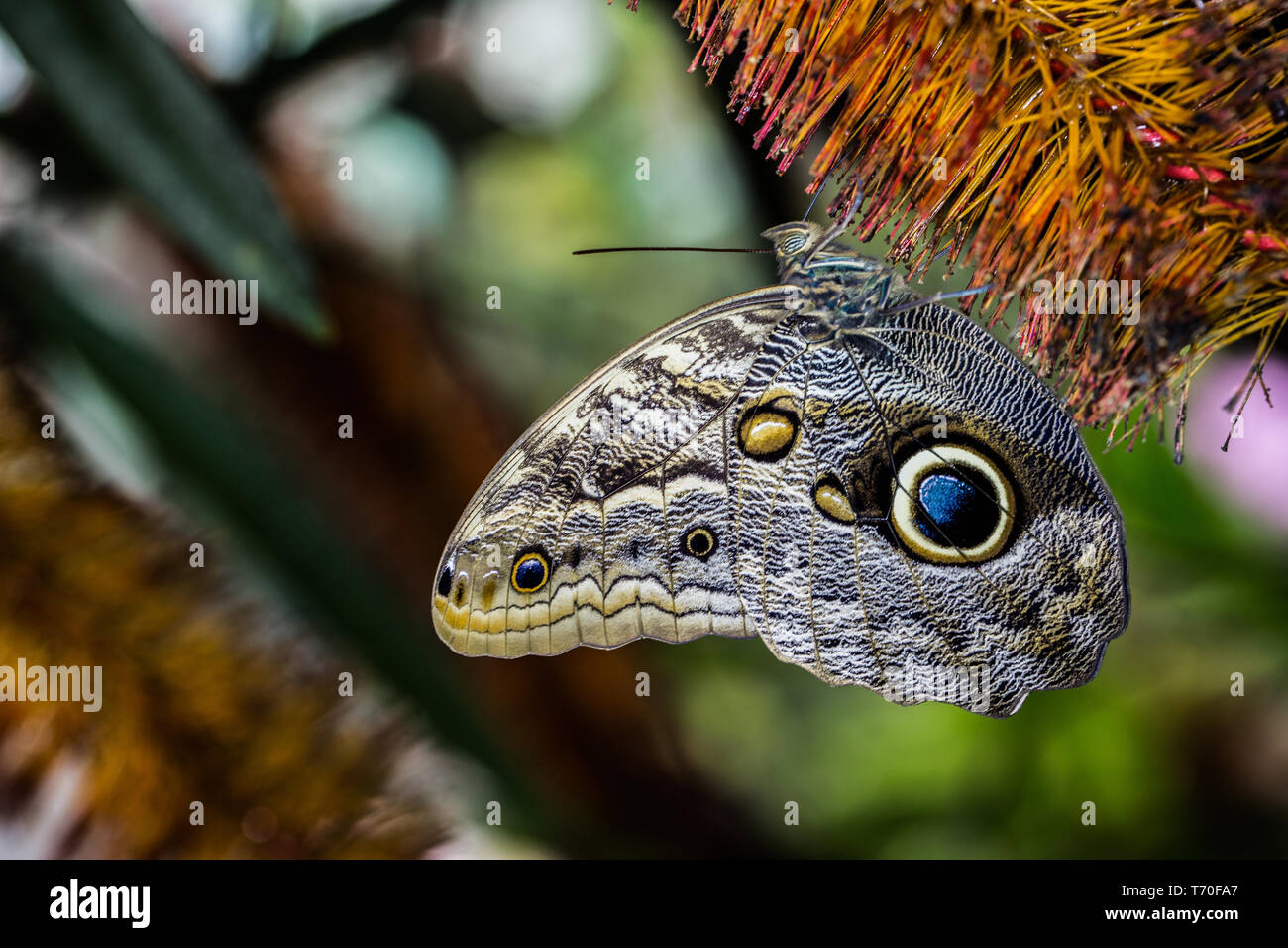 Butterfly owl hi-res stock photography and images - Alamy
