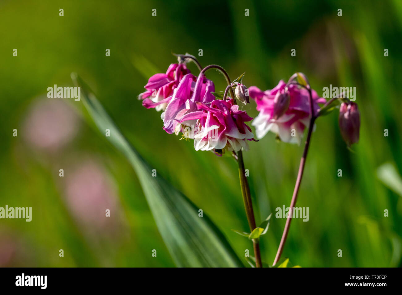 Pink rural flowers in green grass Stock Photo - Alamy