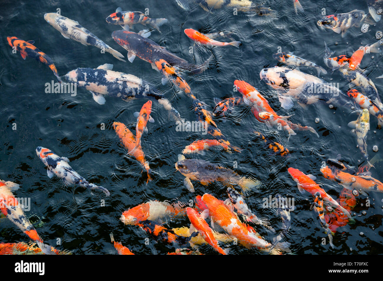 Colorful Koi fish swimming in surface of pond Stock Photo - Alamy