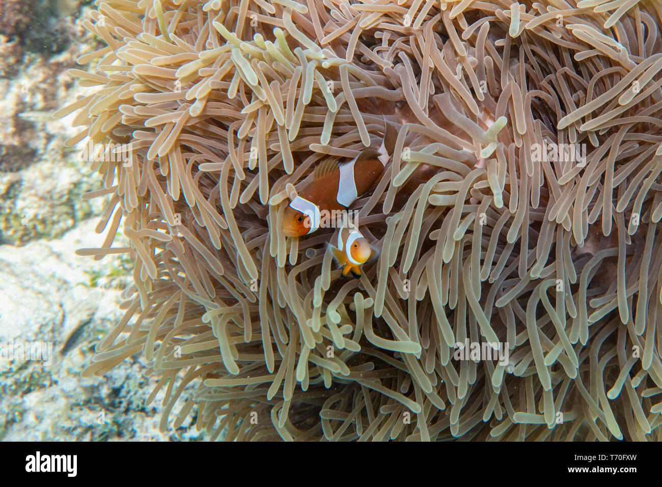 Colorful clownfish swimming in coral reef Stock Photo - Alamy