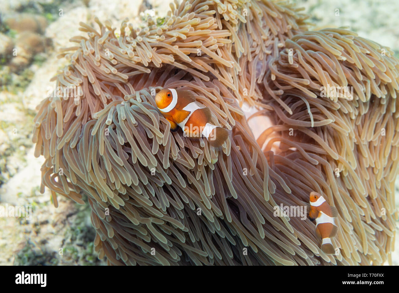 Colorful clownfish swimming in coral reef Stock Photo - Alamy