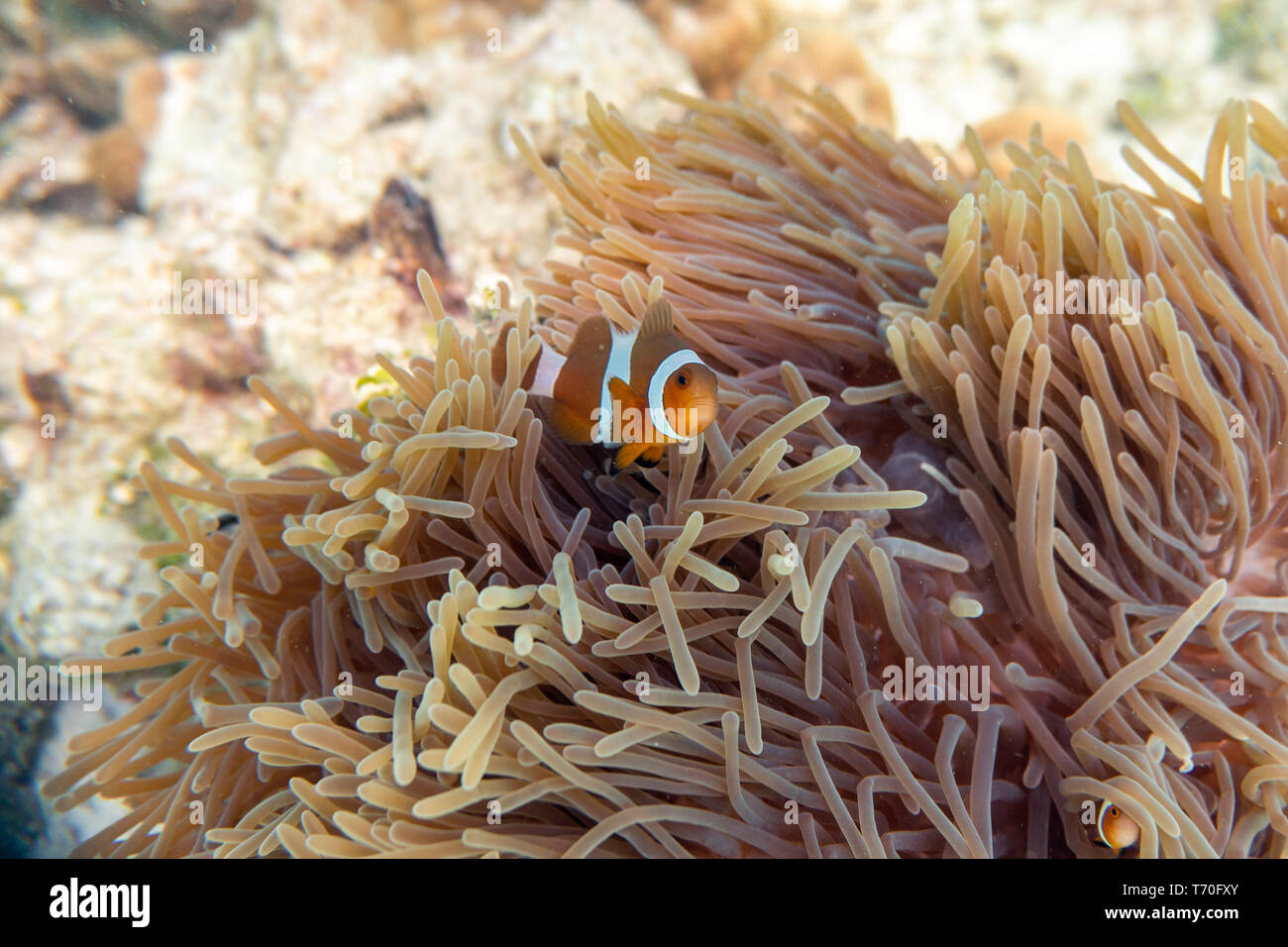 Colorful clownfish swimming in coral reef Stock Photo - Alamy