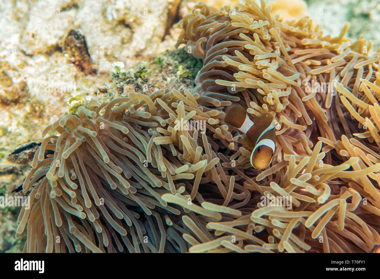 Colorful clownfish swimming in coral reef Stock Photo - Alamy