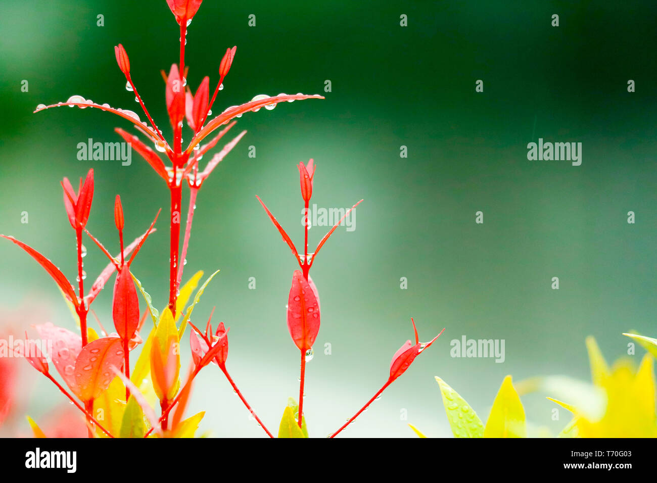 Syzygium australe hi-res stock photography and images - Alamy