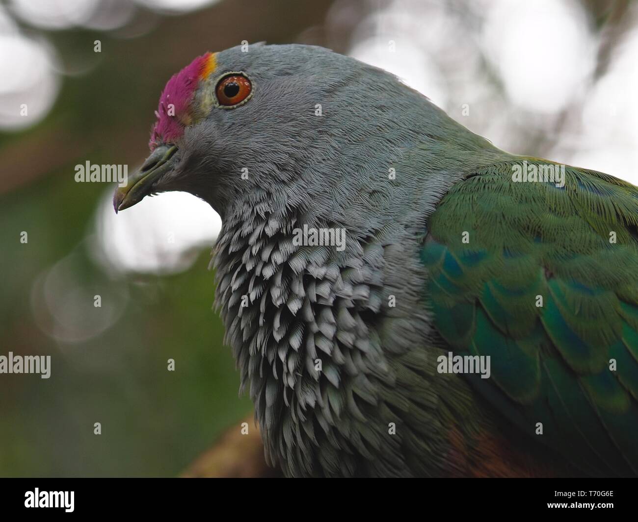 Fruit dove hi-res stock photography and images - Alamy