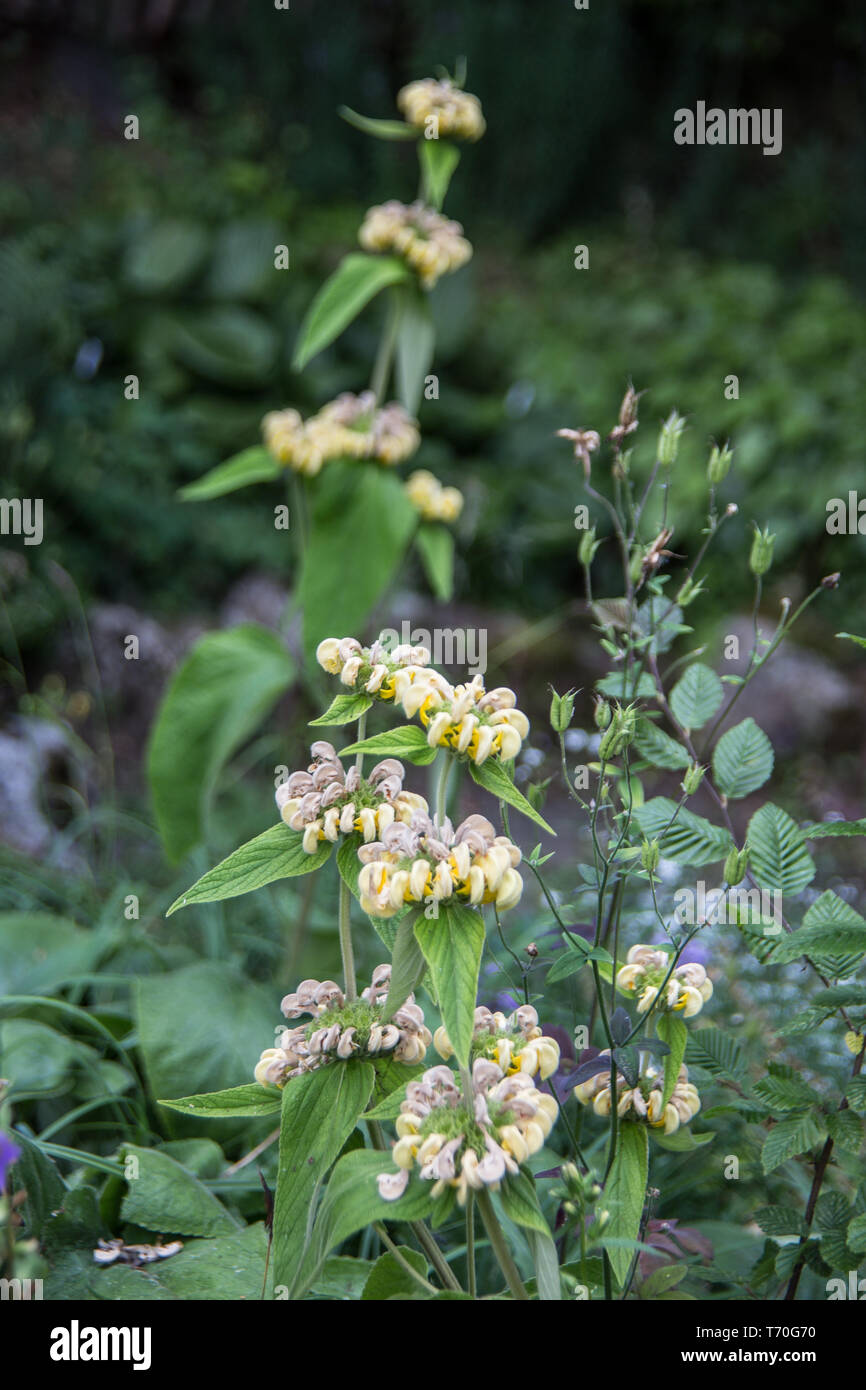 Shrubs fire herb hi-res stock photography and images - Alamy