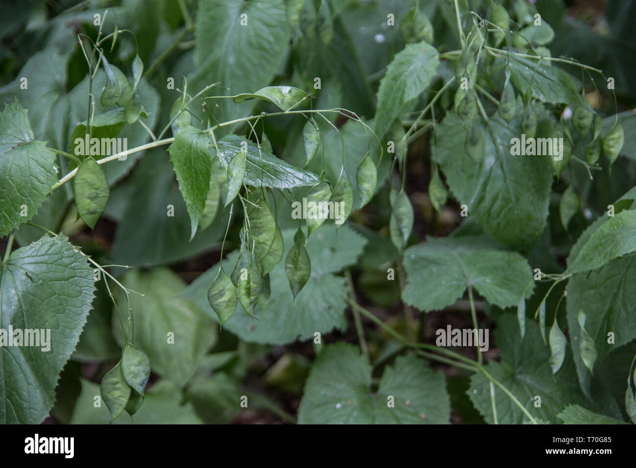 Silver leaf hi-res stock photography and images - Alamy
