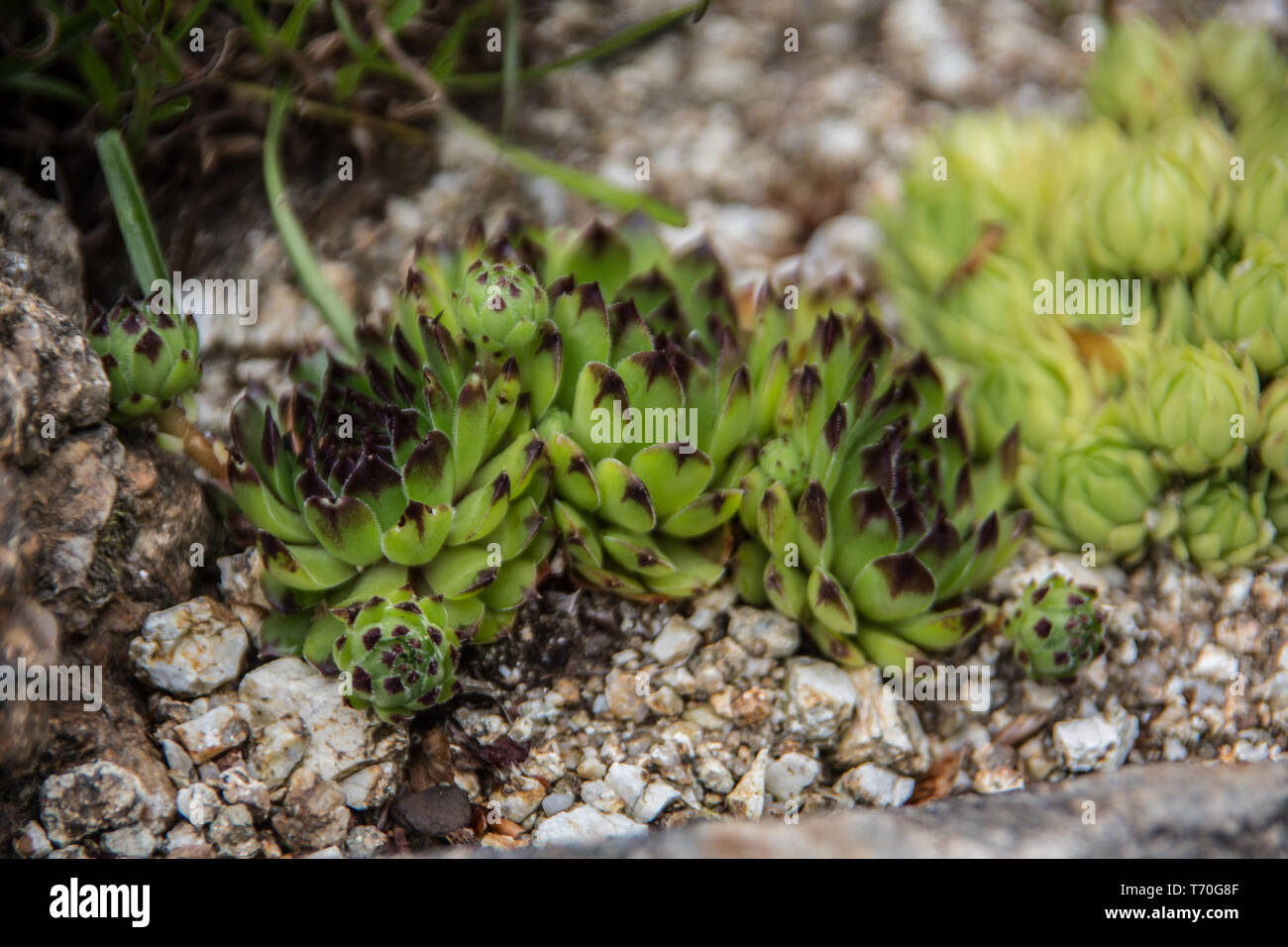 Houseleek in the rockery Stock Photo - Alamy