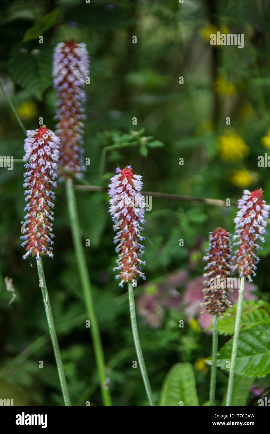 Orchid on meadow hi-res stock photography and images - Alamy