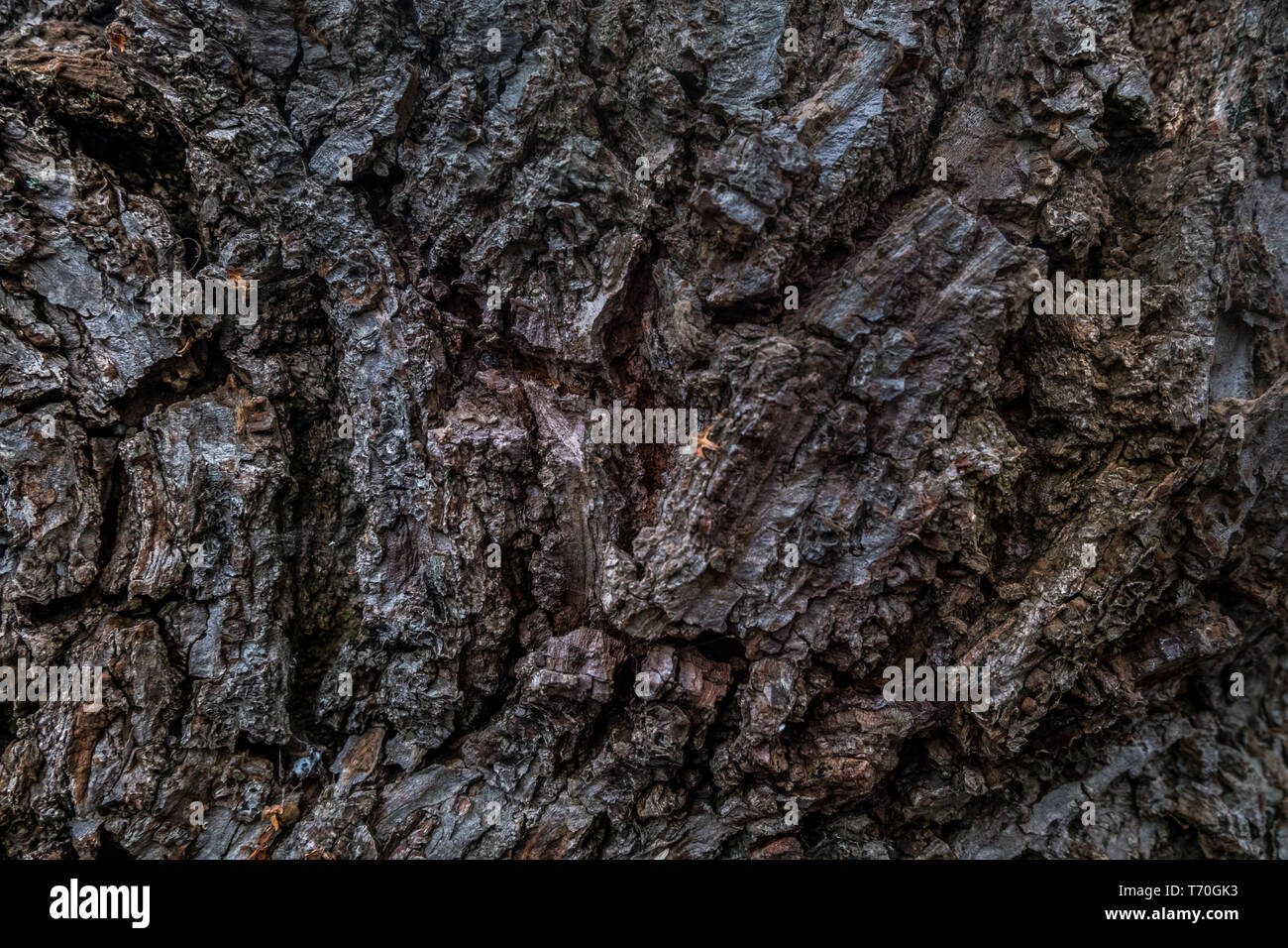 Beautiful detail and texture from big tree. Suitable for making ...