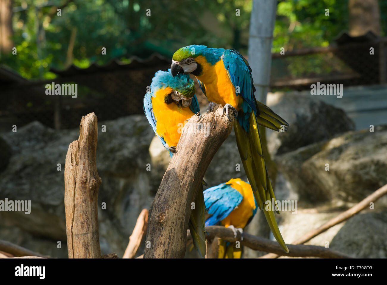 Two blue-and-yellow macaws (Ara ararauna) clean their feathers. Chiang ...