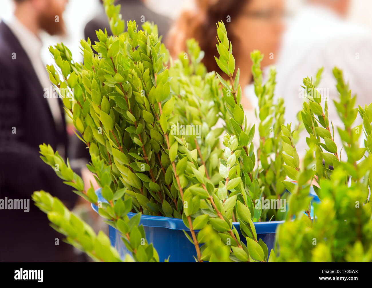 Ritual plants hi-res stock photography and images - Alamy
